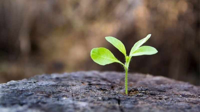 What Does The Bible Say About Change? Scriptures on Change To Help With ...